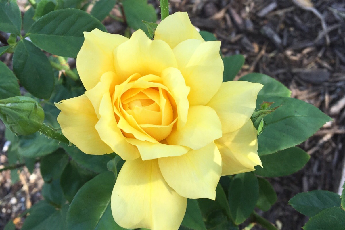 Fundraiser by Alan Tanner : Help out a Softball family in need.