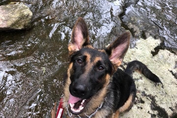 Fundraiser by Suzanne Farrell Adler : Riley the German Shepherd
