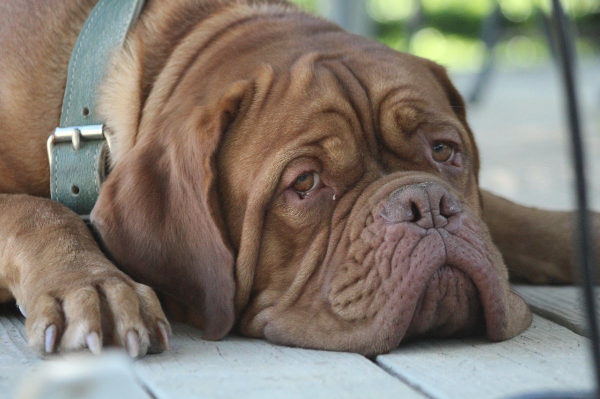 Fundraiser by Johnny Higginson : Save Cooper