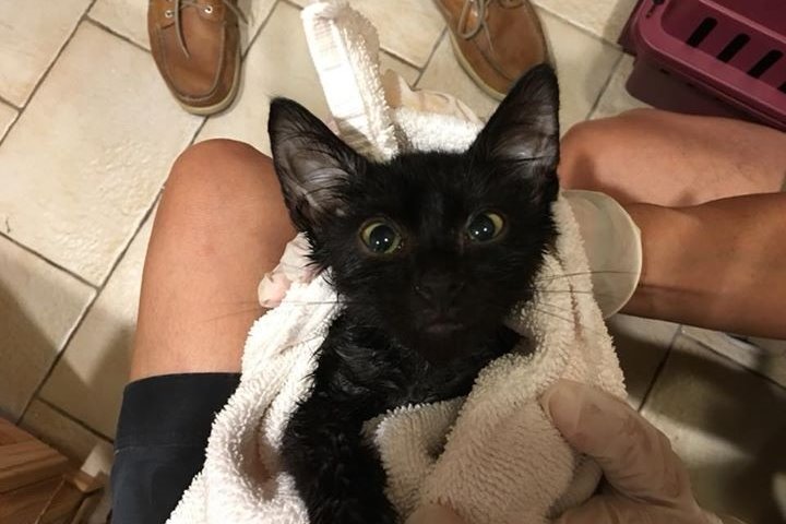 Fundraiser by Trish Sebben Malone : Saving "Gizmo"