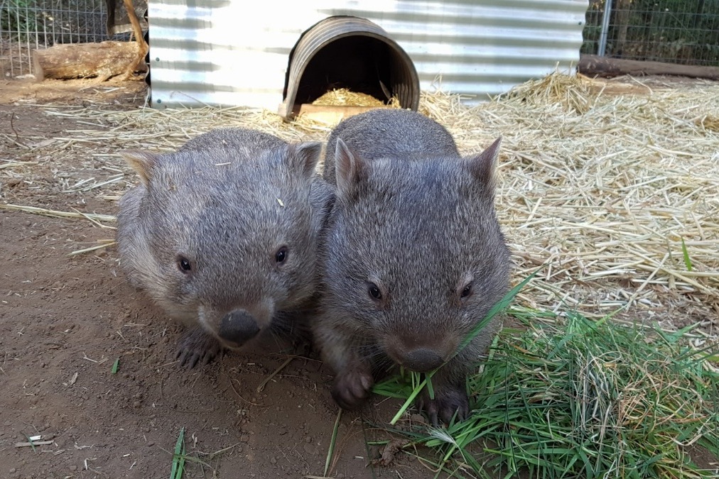 Fundraiser by Justine King : New wombat enclosures