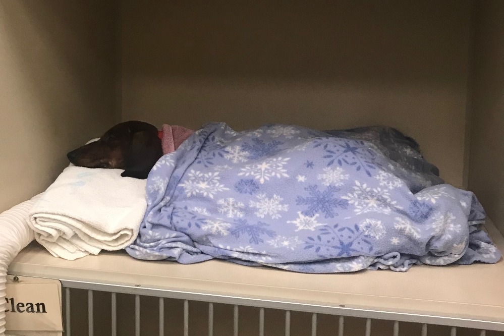 Fundraiser by Shannon Vaught : Life saving surgery for our puppy