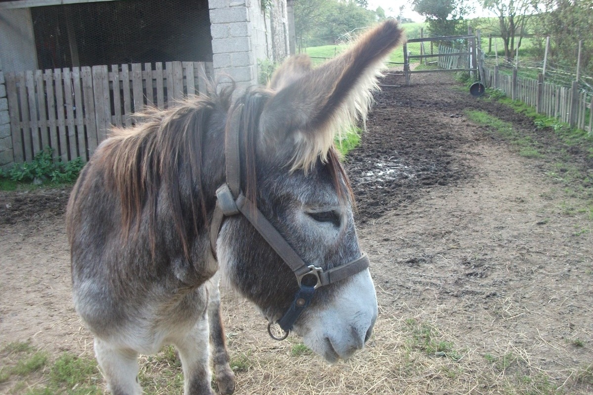 Fundraiser by Cat Neller-Clements : Dusters Ark - Donkey rescue