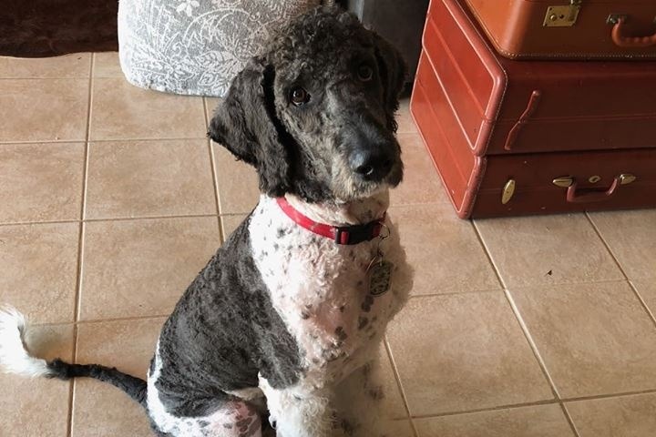 Fundraiser by Feike van Dijk : Service Dog for the van Dijk's