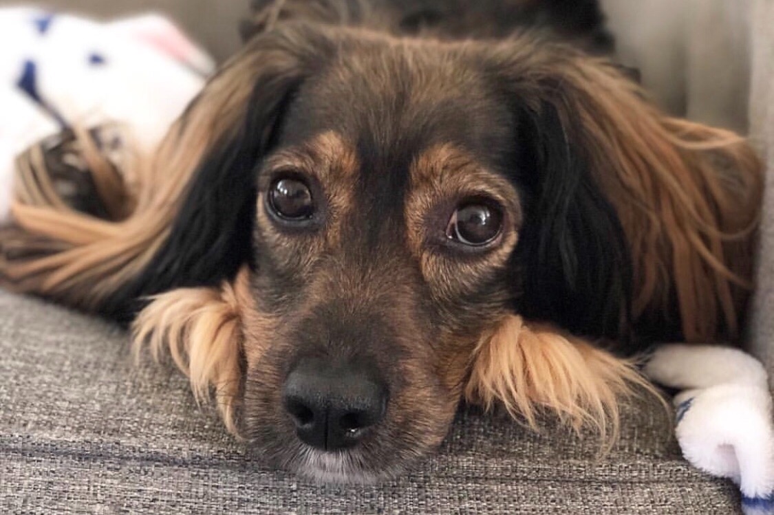 Fundraiser for Stephanie Pellegrin by Jen Ramey : Freddy Pickles IVDD