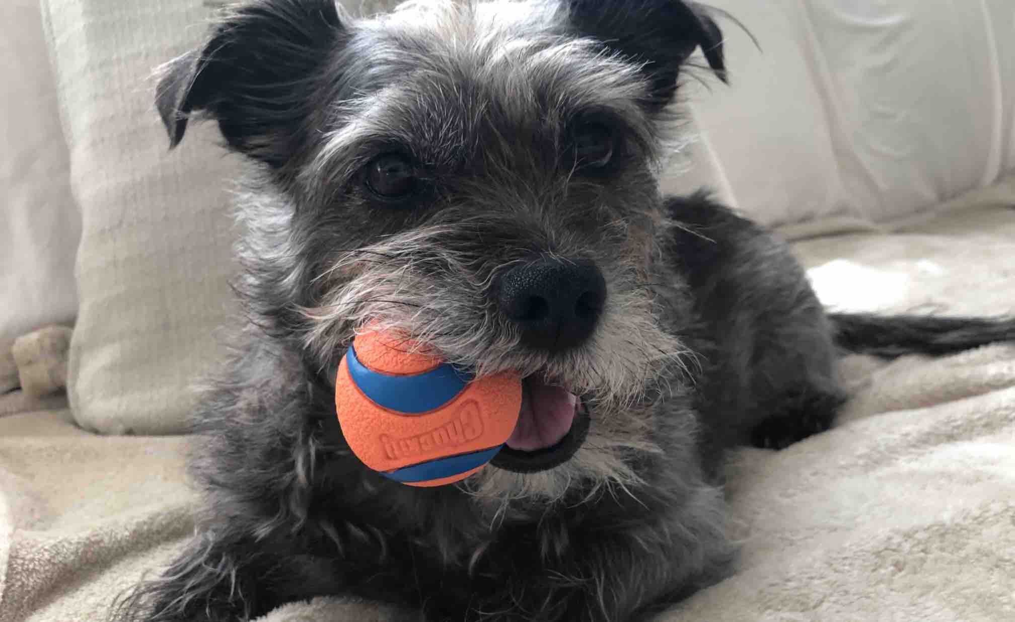 Fundraiser by Cori Leffler : Ruby’s Chemo Bills