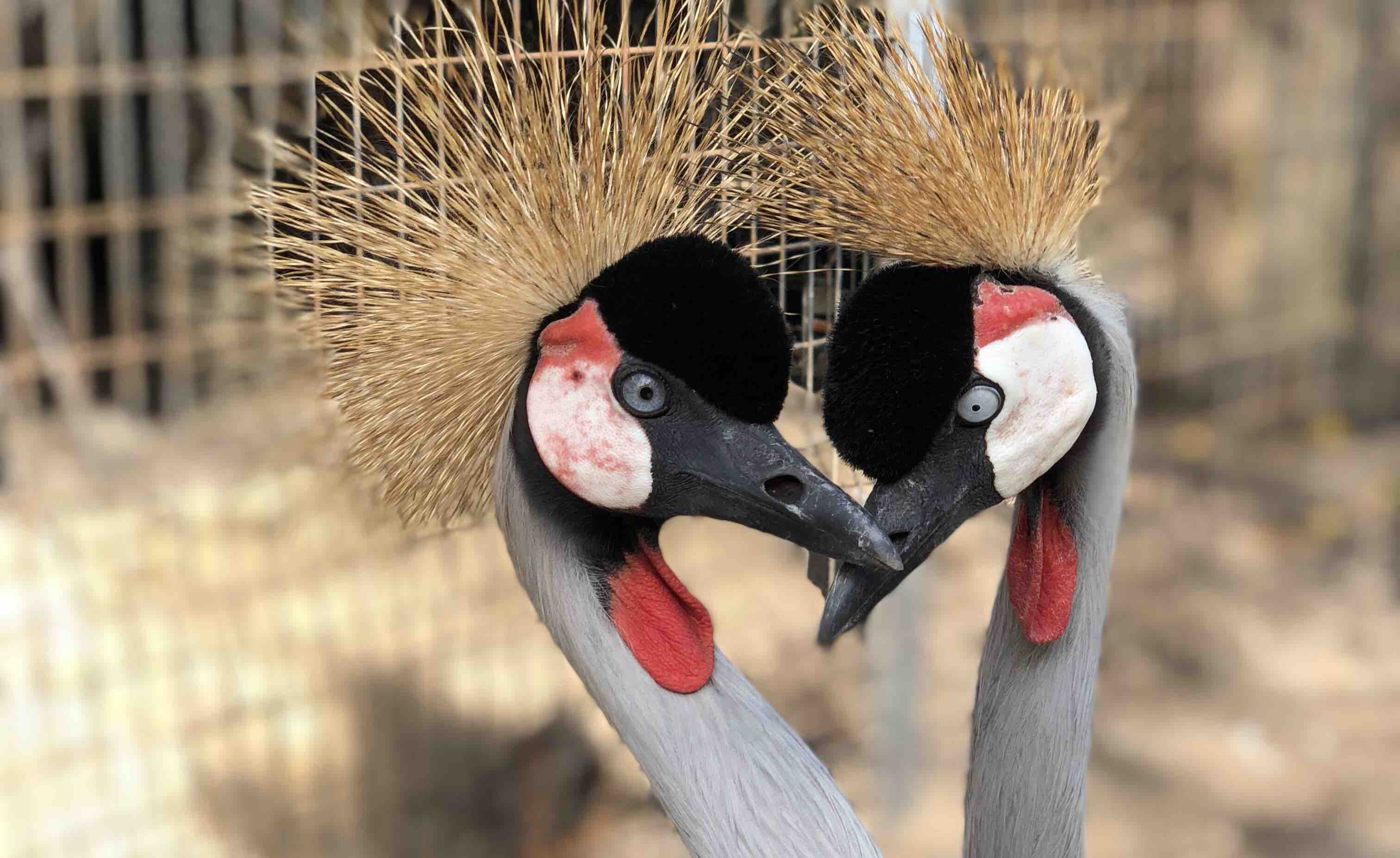 Fundraiser for Eric Westergard by Perrin Damron : Storm Sanctuary