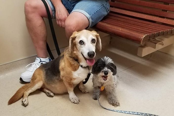 Fundraiser for Barbara Workman by Lester Jewell : All Dogs Go To Heaven