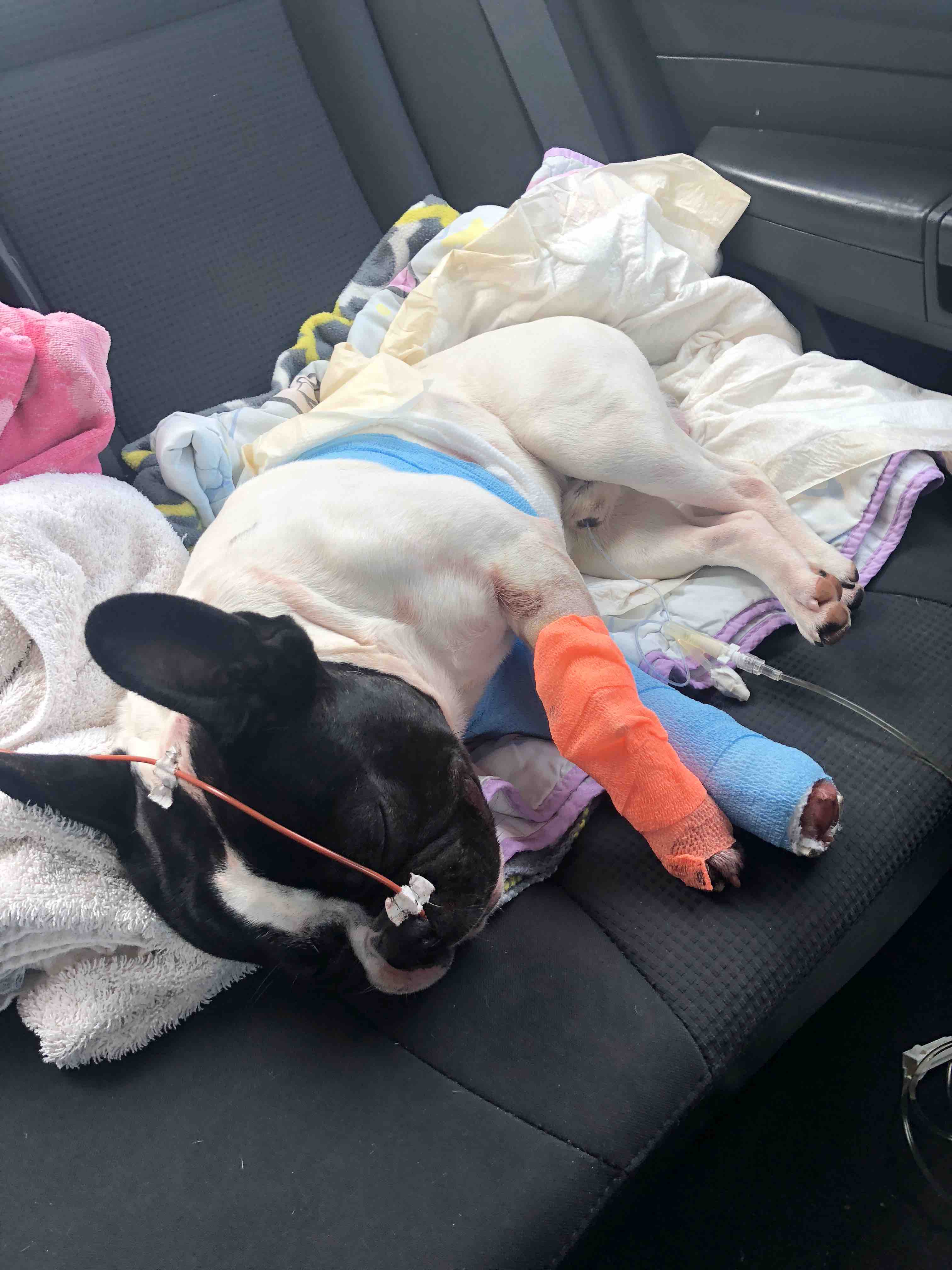 Fundraiser by Jennifer Johnaon : Help save Frenchie