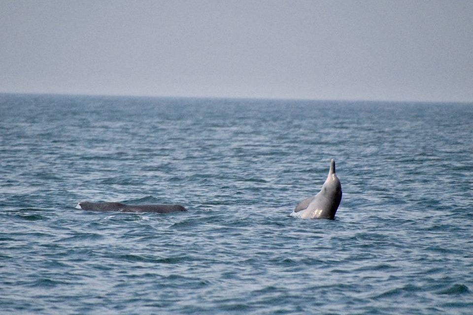 Fundraiser by Ivan Martin : Dolphin conservation in Goa, India