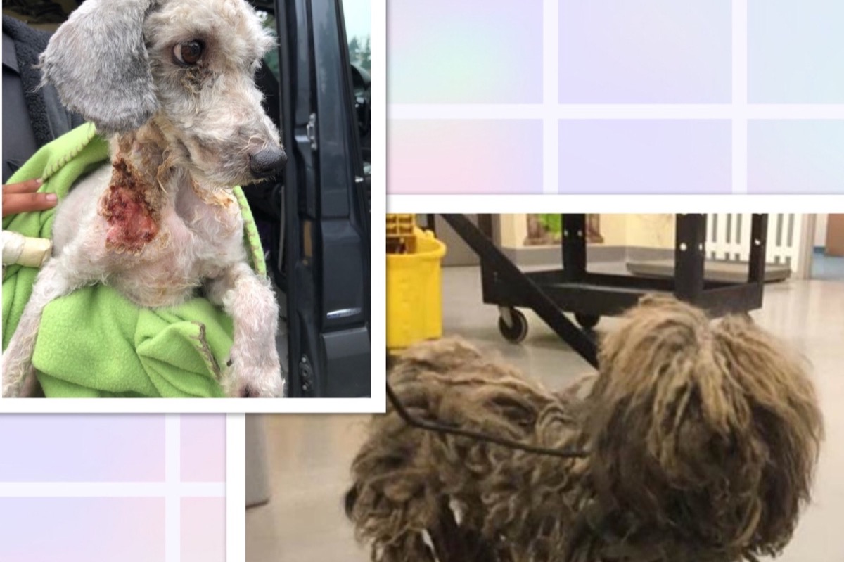 Fundraiser by Jacintha Sayed : Help Heal Rainier!