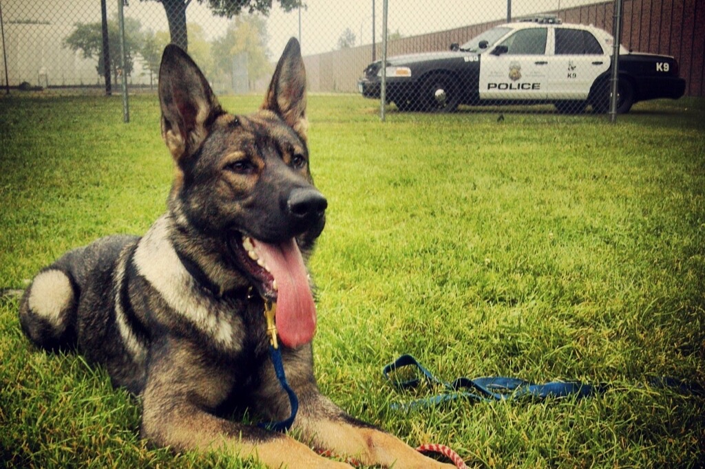 Fundraiser for Eric Bullen by Aaron Cocking : Retired Police K9 needs chemo