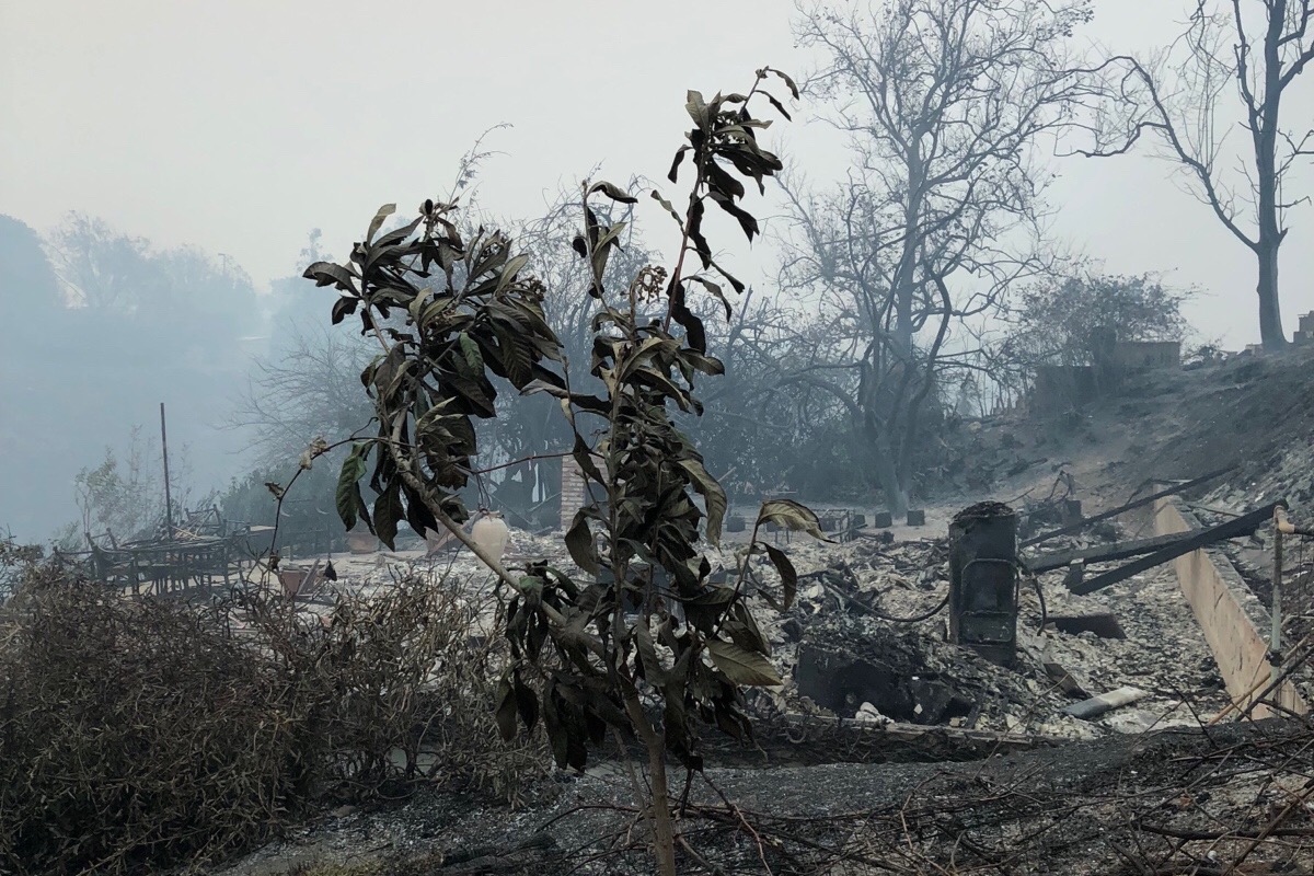 Fundraiser for Neil Sebba by Lynn Flaisher Pollock : NEIL SEBBA ...