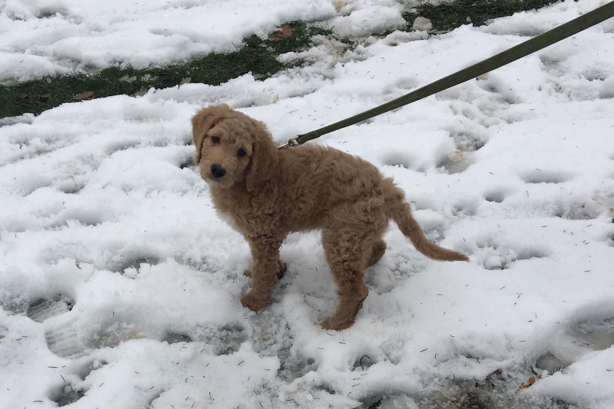 Fundraiser for Melissa Visalli by Kristy Ebert : Fetching Mrs. Visalli ...