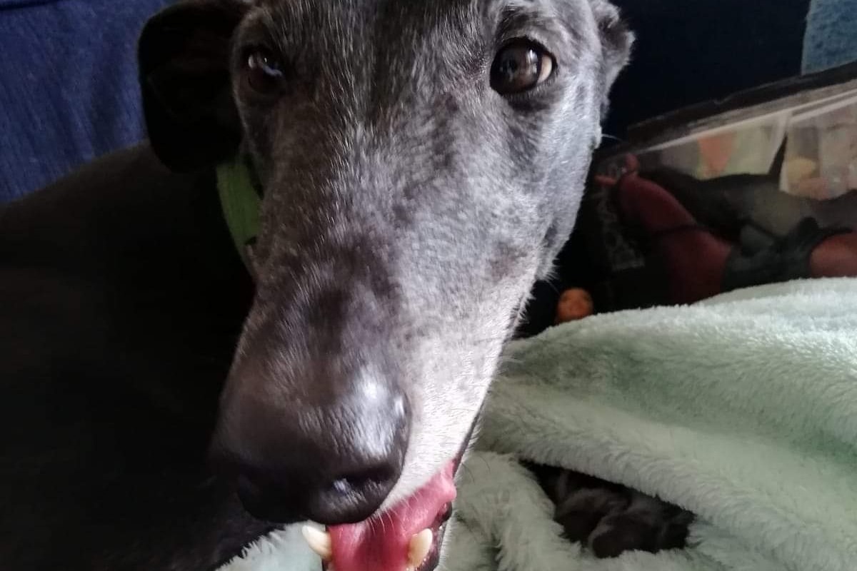 Fundraiser by William Teece : Jake The Greyhound