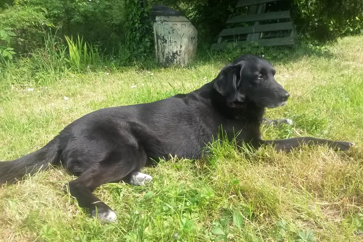 Fundraiser for Claire Beegan by Vic Marshall : Save the life of Marley ...