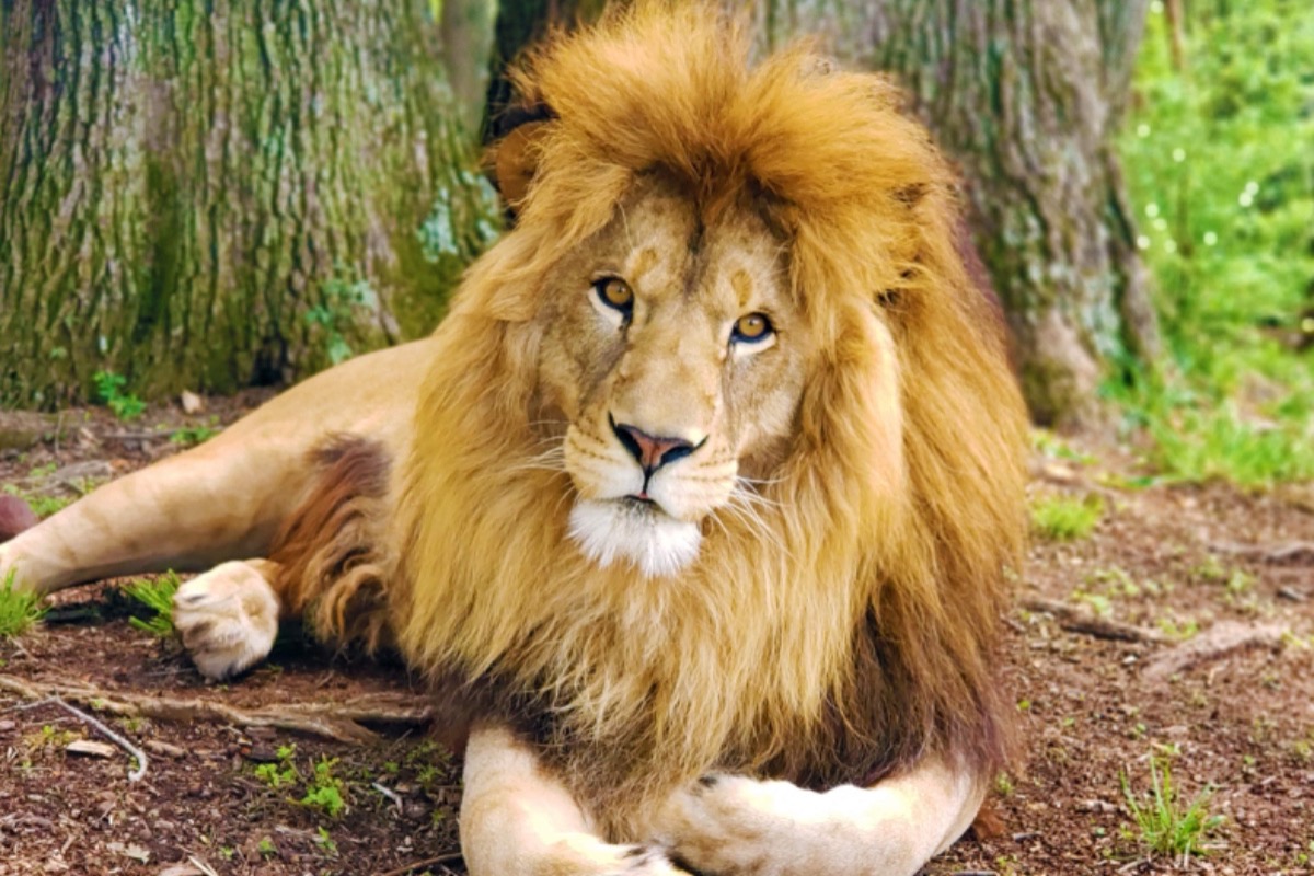 Fundraiser for Daniel Fastuca by Beth Danner-Knight : Vatani XMAS Toy ...