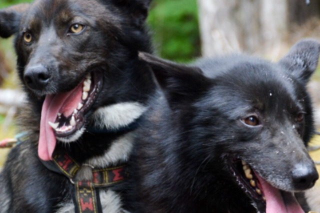 Fundraiser for Jimmy Lebling by Tim Lebling : Jimmy on the Quest!