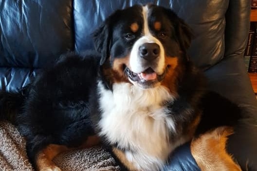 Fundraiser for Allison Lonergan by Jessica Lonergan : Heart Surgery For ...