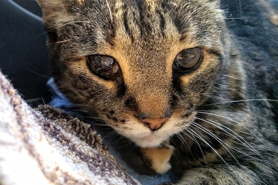 Fundraiser by Jessica Shuman : ***CURATIVE, LIFESAVING SURGERY for DULCE***