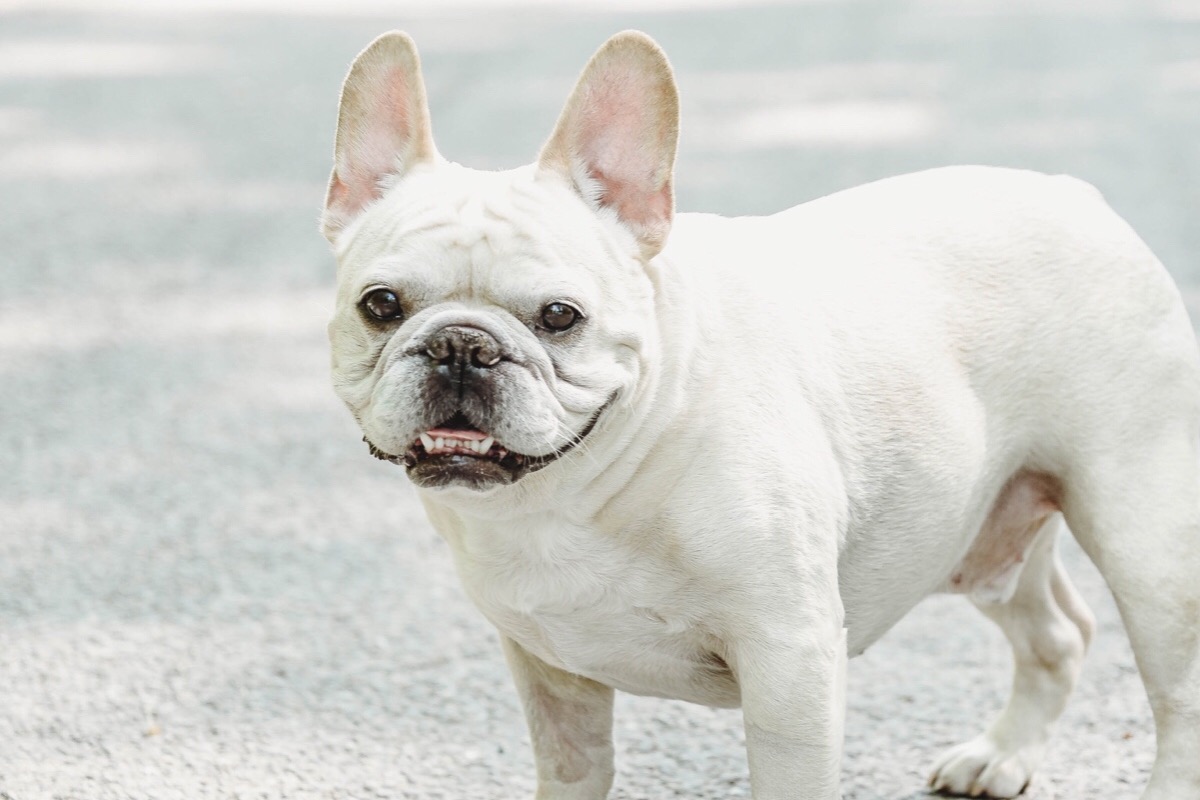 Fundraiser by Chad Richards : Help Gus Gus Fight Cancer!!