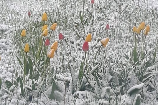 Fundraiser for Arlene Belbin by Nita Rogers : Arlene and Richard Belbin