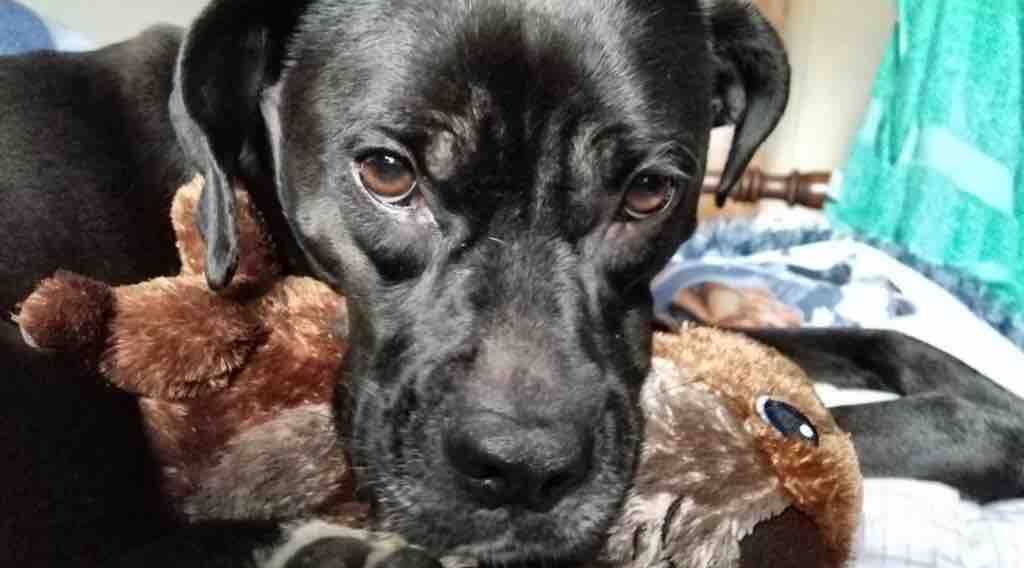 Fundraiser for Amanda Degner by Star Howell : We Love Lucy