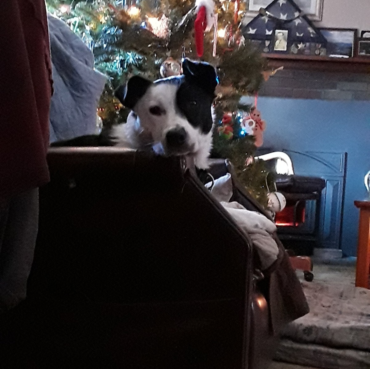 Fundraiser by Timothy J. Bopp : RODEO Surgery Fund