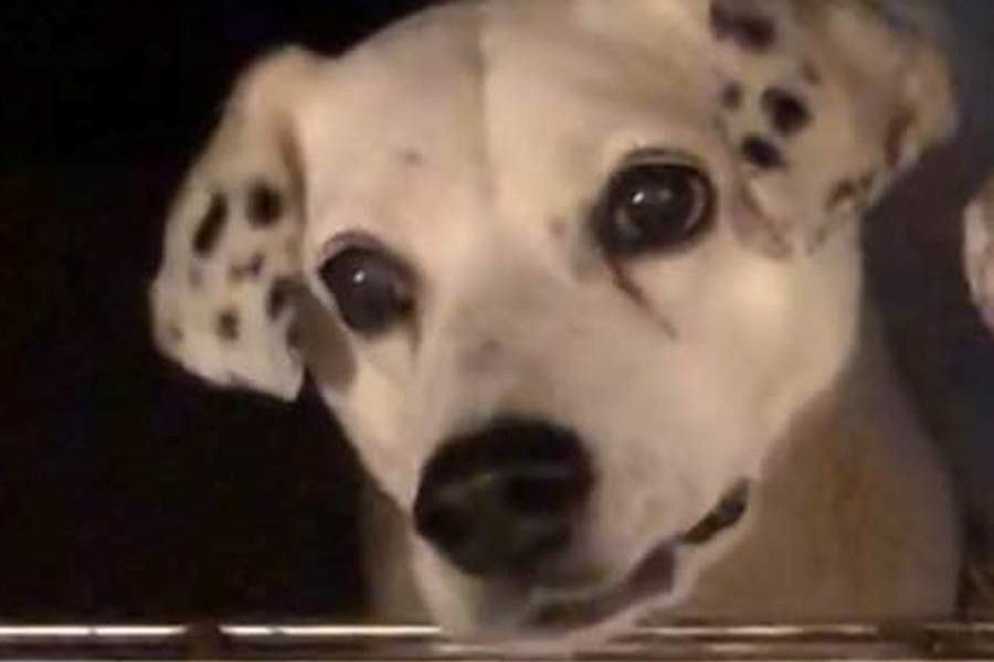 Fundraiser by Nancy-Michigan Zierler : Cancer treatment for Dalmatian ...