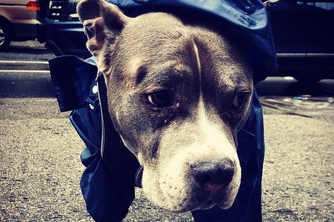 Fundraiser by Pilar Maschi : HELP TREAT & BEAT DADDY'S CANCER!!!!