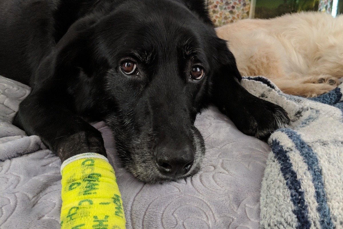 Fundraiser by Nikki Grim : Help Doophus beat melanoma!