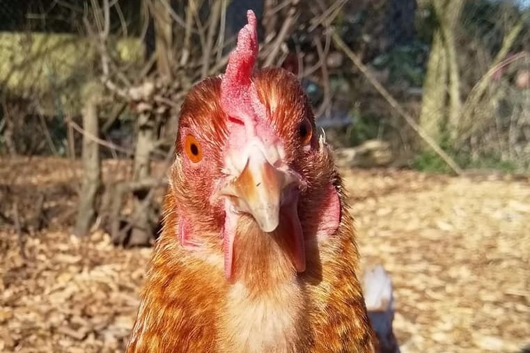Fundraiser by RiceLane CityFarm : Rice Lane City Farm