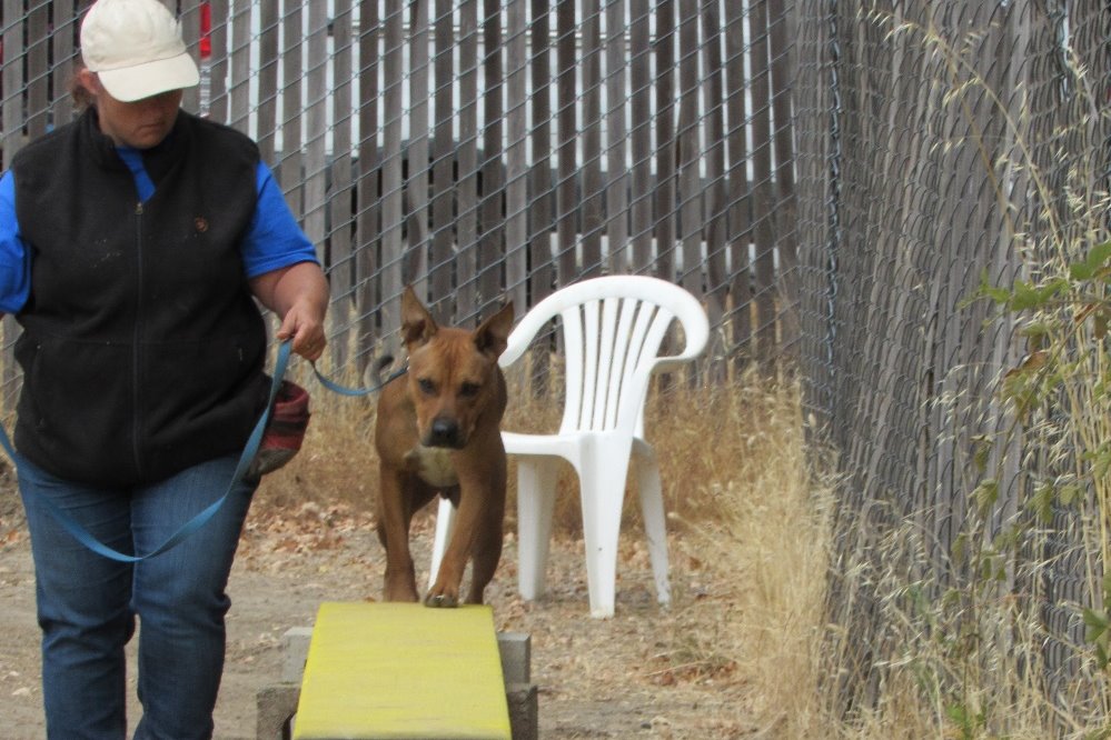 Fundraiser by Sarah Thompson : Help provide training and care for ...