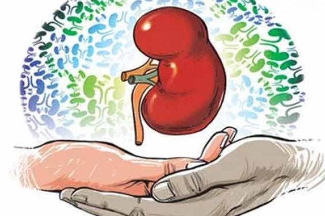 How Much Does It Cost To Donate A Kidney