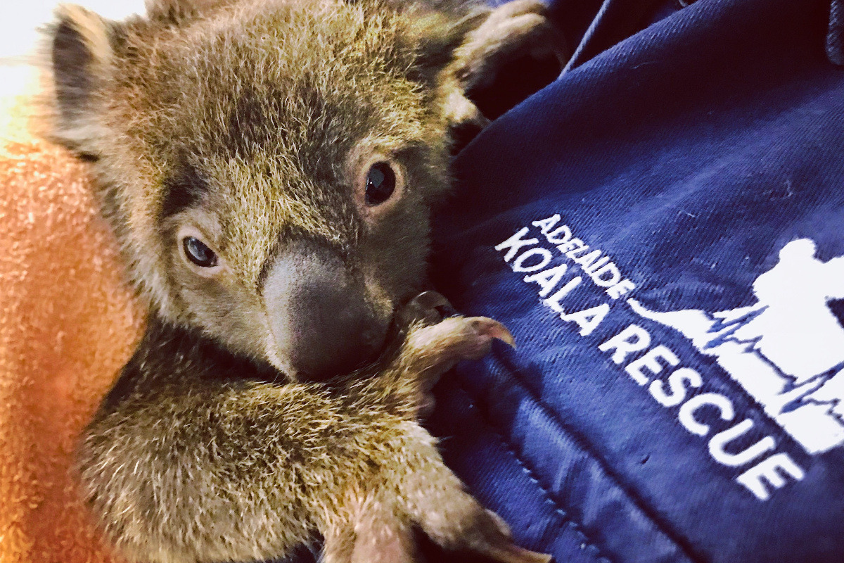 Fundraiser by Jane Brister : Adelaide Koala Rescue - Saving SA's Koalas