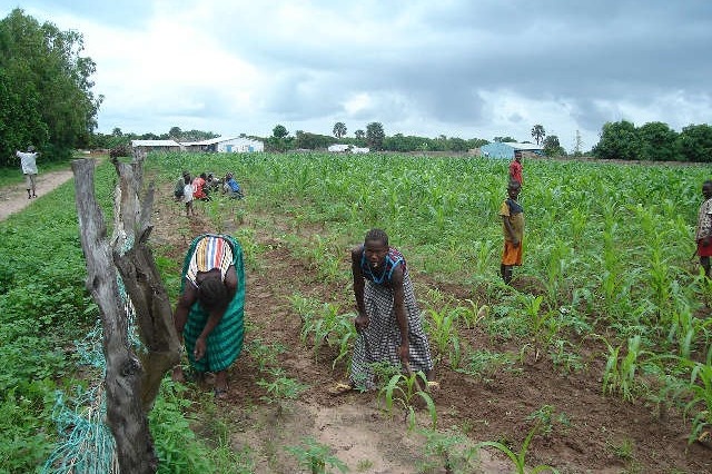 Fundraiser by Modou Sowe : Support Next Generation of Farmers in The Gambia