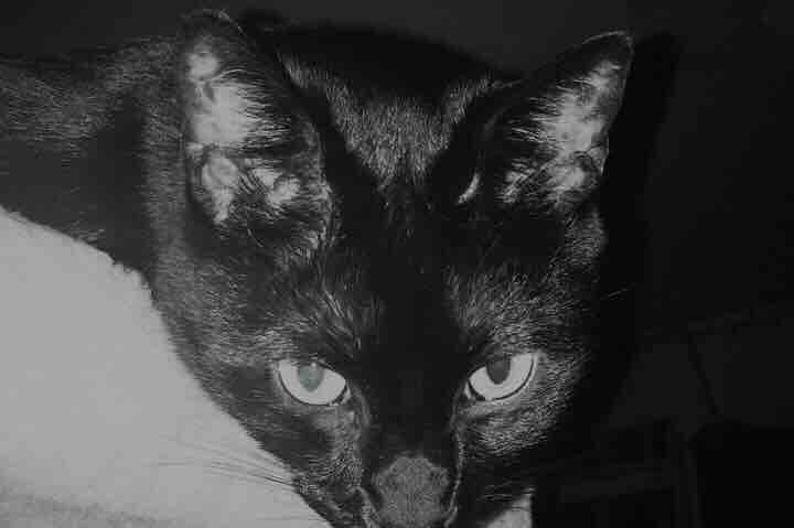 Fundraiser by Christy Grant Reeder : Save Monster