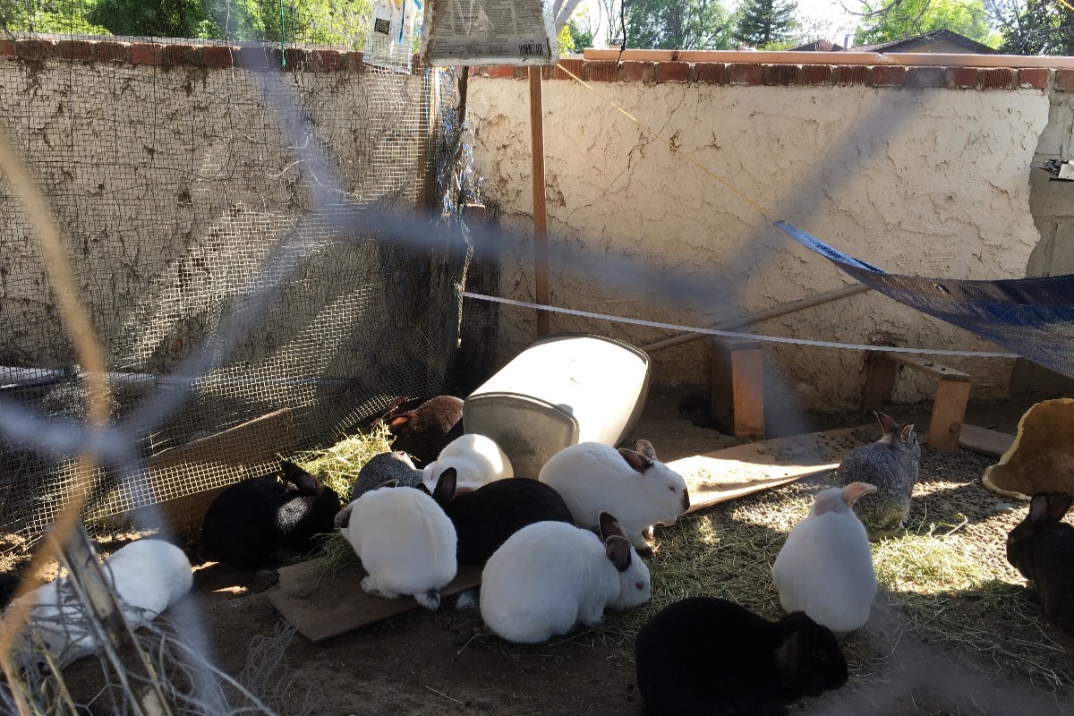 Fundraiser by Vicki A. : Bunny Emergency: Save Bunnies from Dire Situation