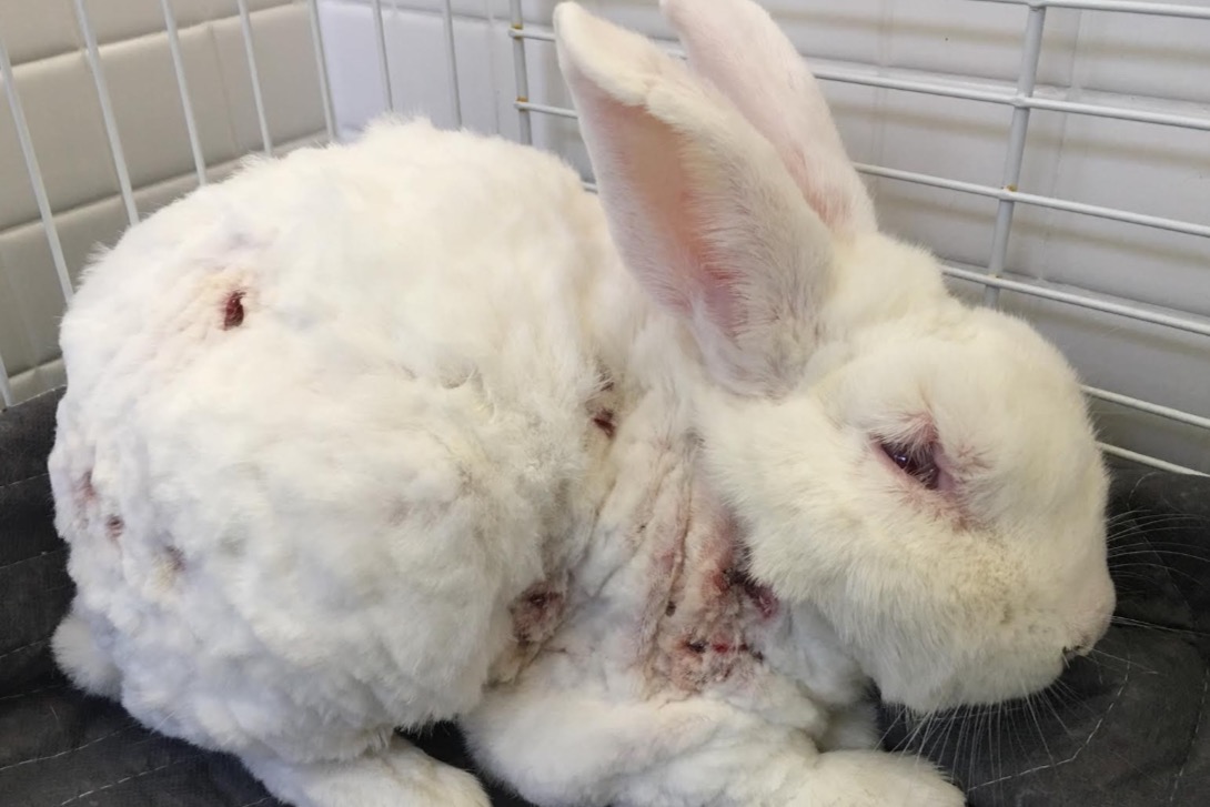 Fundraiser by Vicki A. : Bunny Emergency: Save Bunnies from Dire Situation