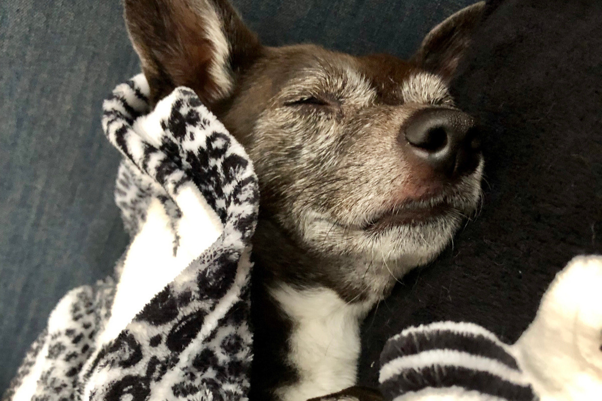 Fundraiser by Jennifer Melby : Please Help Save Lady