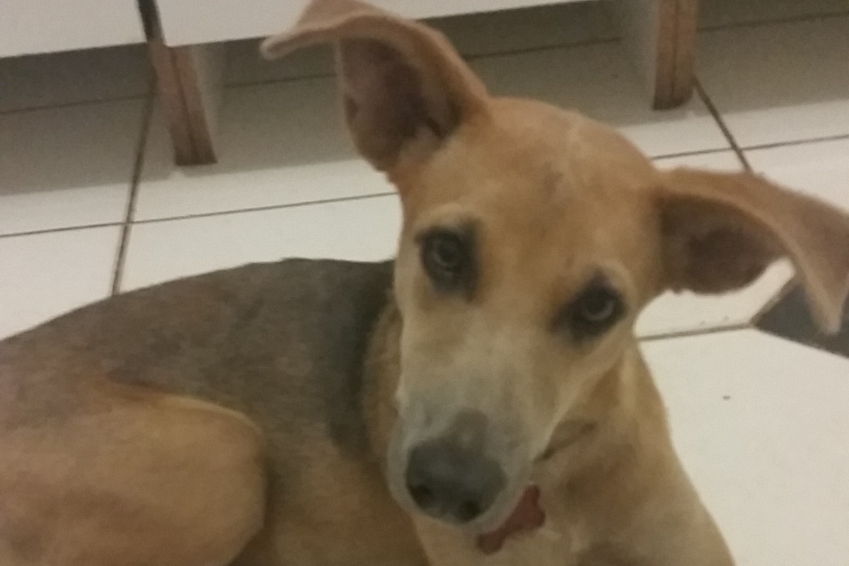 Fundraiser by Stampkins Travels : A Tswana-Dog Tail: Savanna Goes West