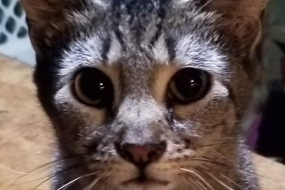 Fundraiser for Deborah Hayden by Megan Orth : Cat Rehabilitation ...