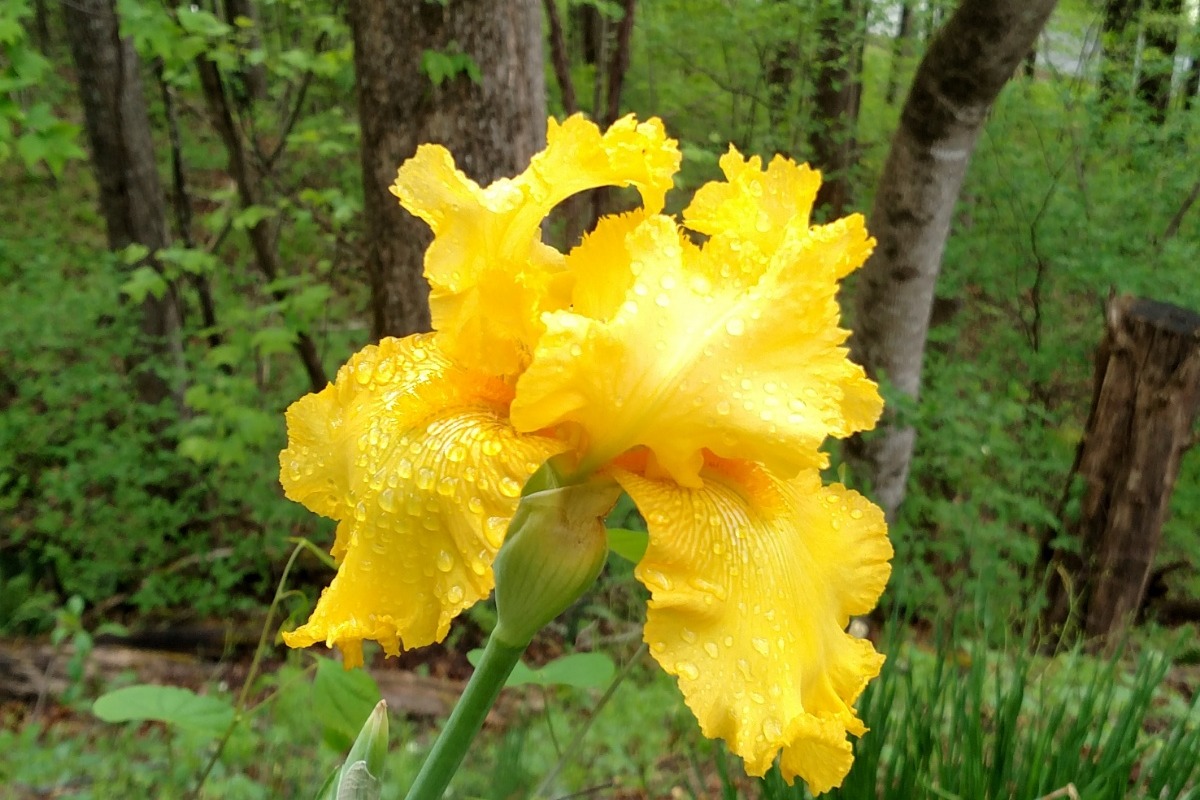 Fundraiser for Hayes Stanton by Susan Taulbee : Altman Girls