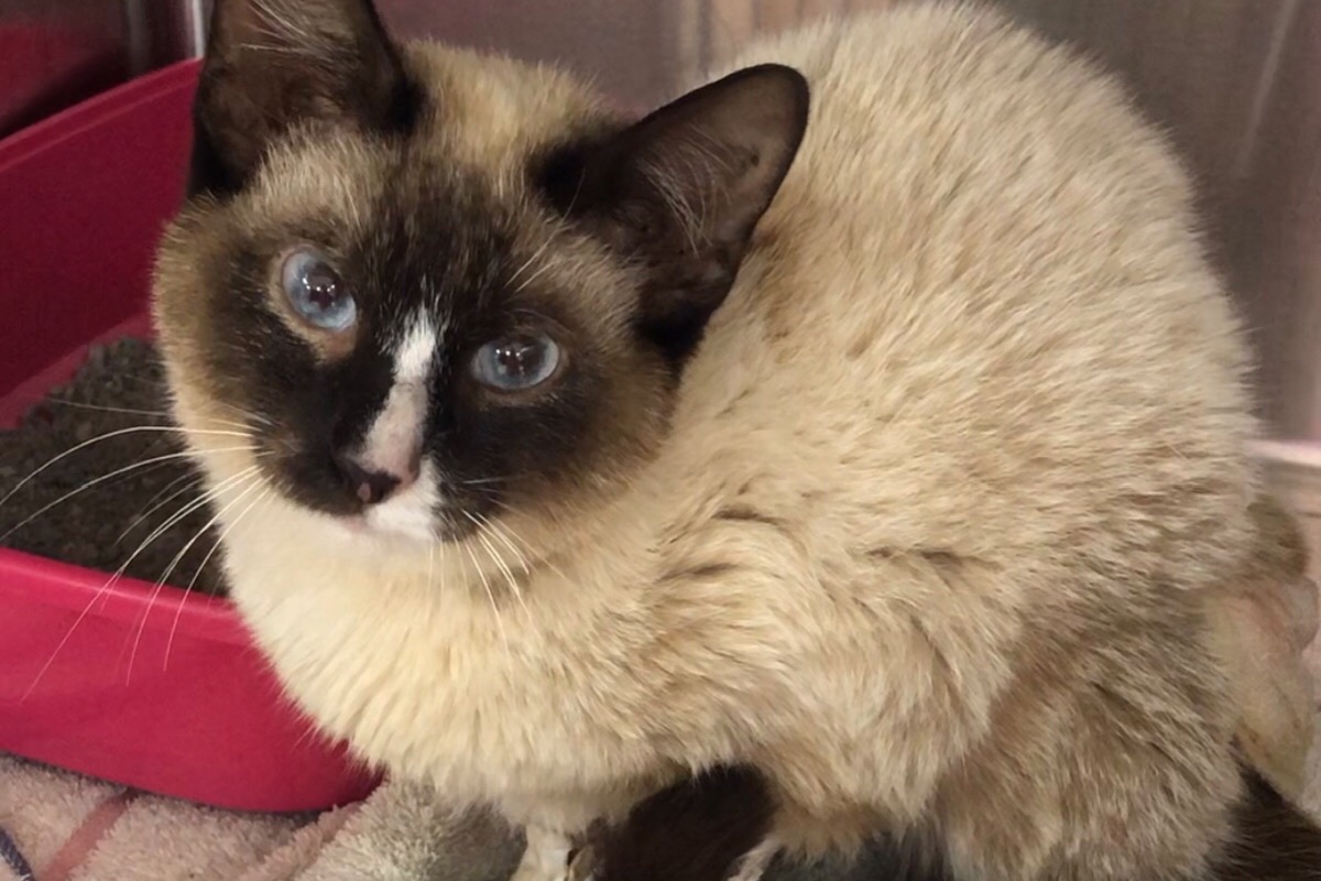 Fundraiser by Jen Whitaker : Freddie’s Felines Rescue!