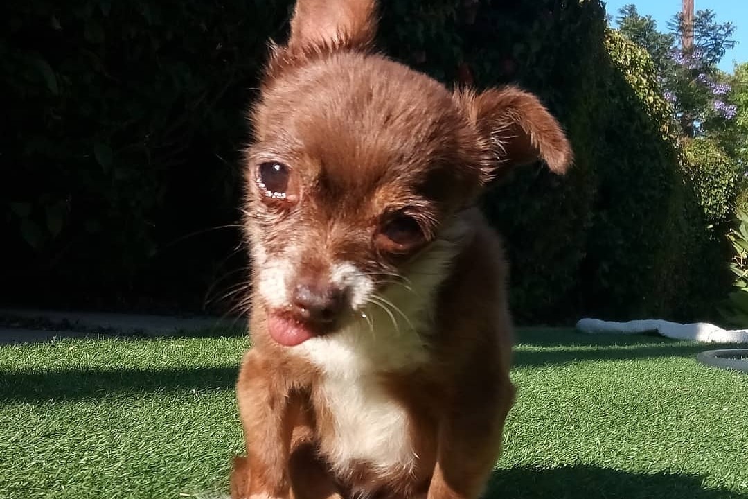 Fundraiser by Mindi Memel : Fundraiser for Treasure's Back Surgery