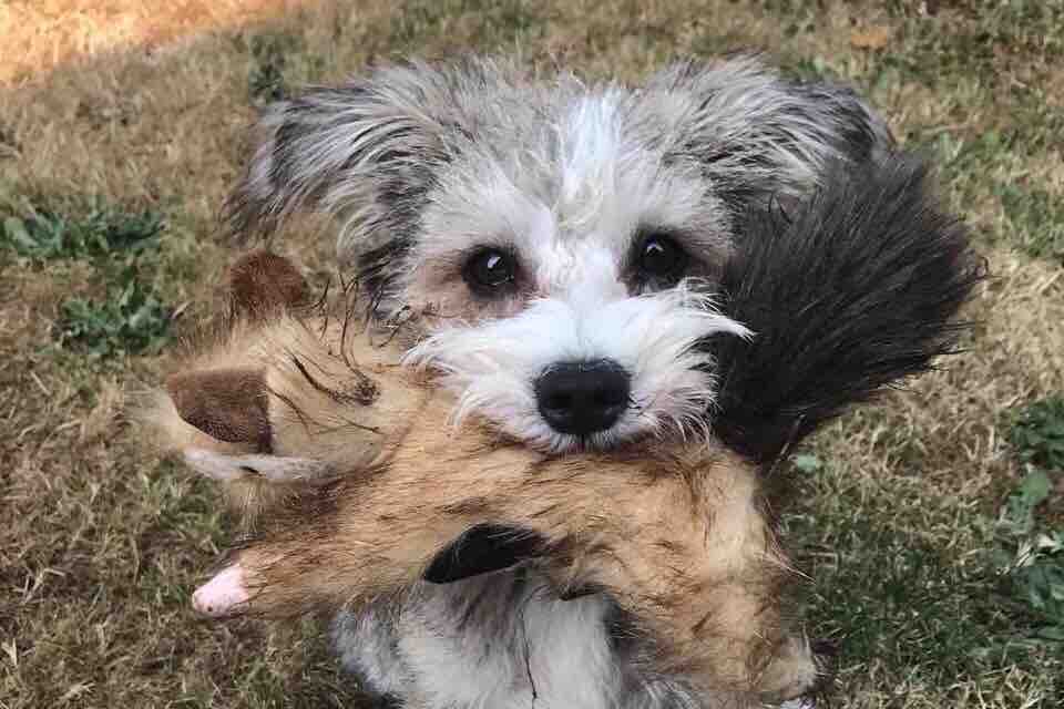 Fundraiser for Christina Rush by Kelly Enlow : Winston’s medical bills