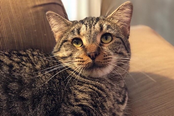 Fundraiser for Amelia Randall by Vanessa Kimling : Hurricane’s medical fund