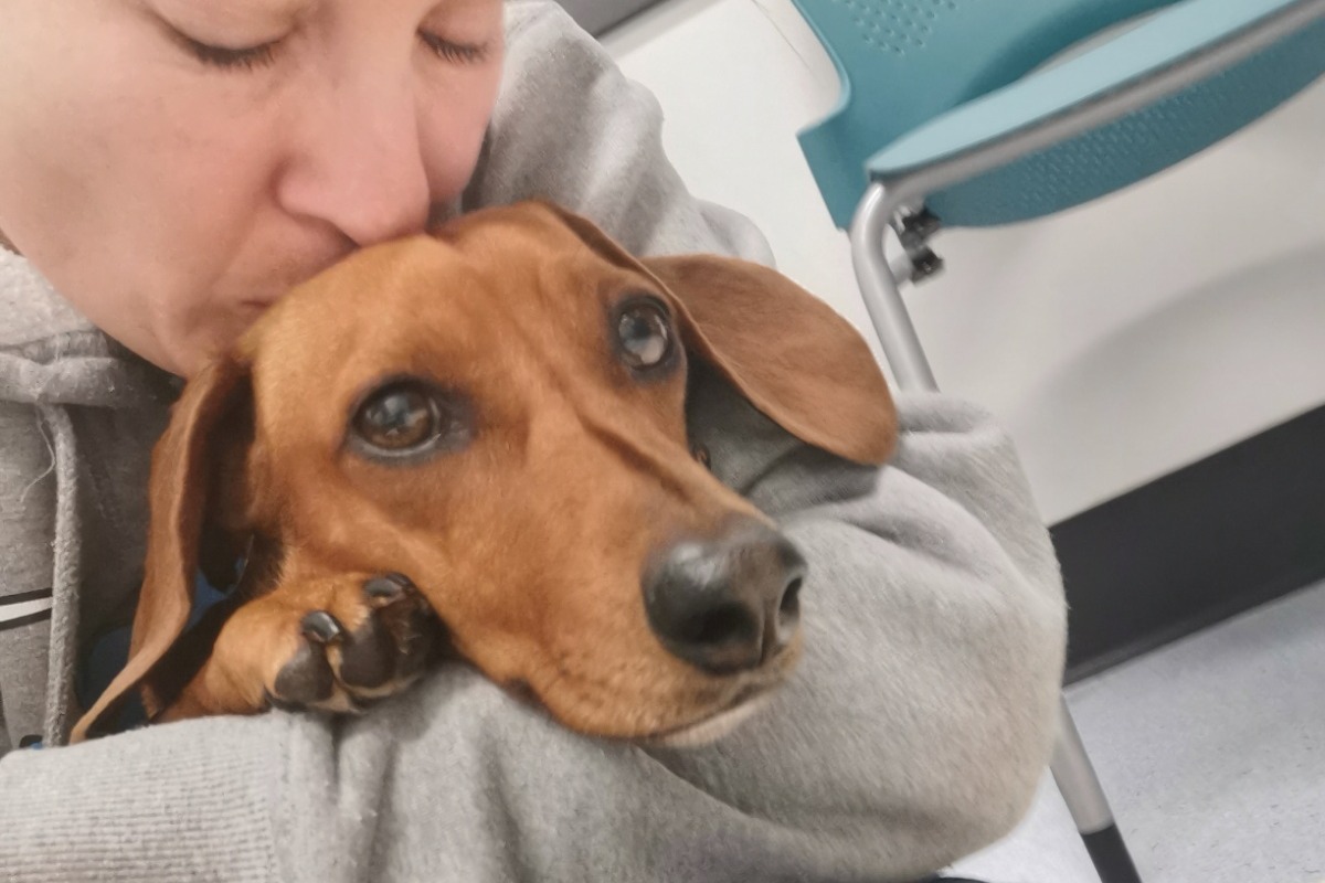 Fundraiser by Jenna Chamberlain : Help our furbaby, Chilli ️