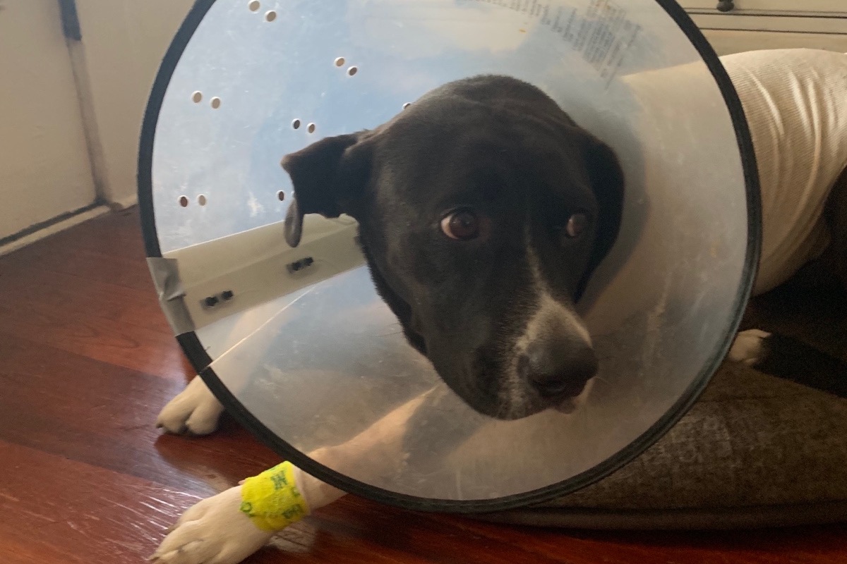 Fundraiser for Lisa Tanous by Ildi Hall : Urgent help to save Apollo