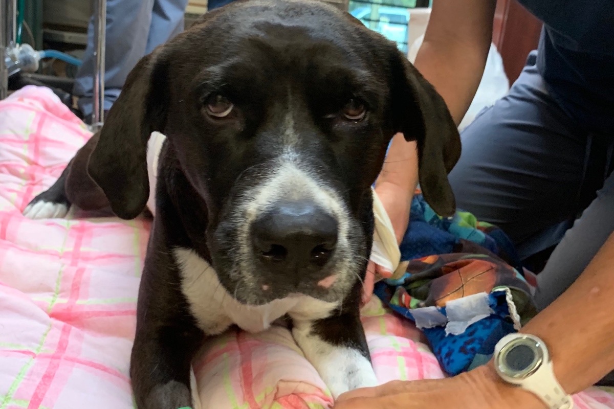 Fundraiser for Lisa Tanous by Ildi Hall : Urgent help to save Apollo